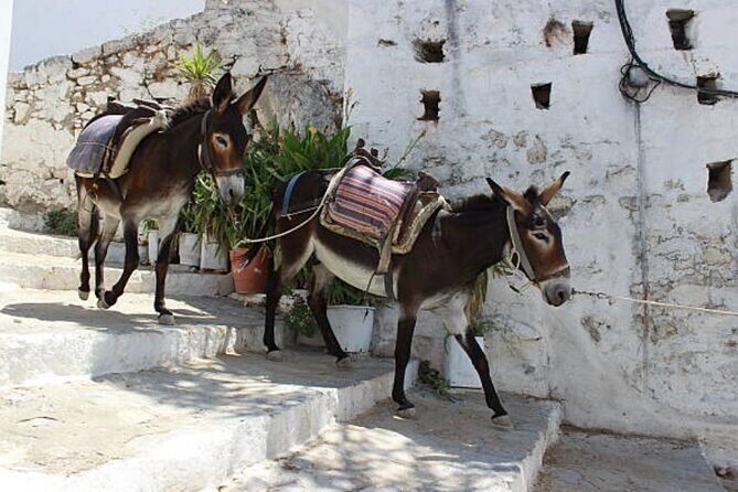 Full-Day omprehensive Tour of Rhodes including Wine Tasting - FAQs