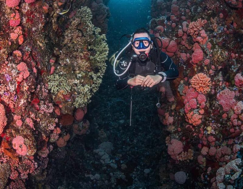 Full-Day Open Trip Diving in Komodo for Certified Divers - Key Points