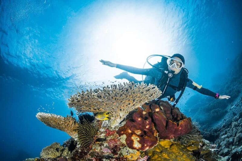 Full-Day Open Trip Diving in Komodo for Certified Divers - An Authentic Komodo Underwater Adventure