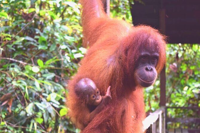 Full Day Orang Utan Sepilok, Proboscis Monkey, Sunbear, RDC - Authentic Encounters and What Travelers Say