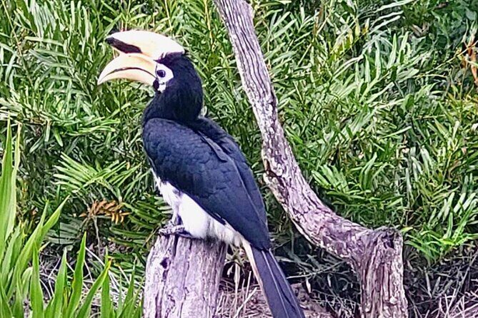 Full Day Orang Utan Sepilok, Proboscis Monkey, Sunbear, RDC - FAQs