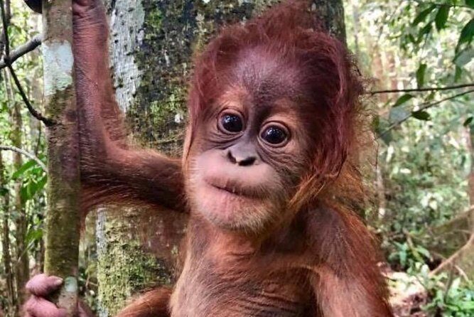 Full-Day Orangutans Adventure in Gunung Leuser - Who Should Book This Tour?