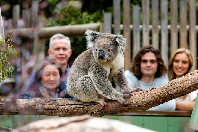 Full-Day Penguins and Wildlife Nature Experience from Melbourne - Final Thoughts