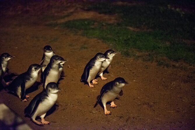 Full-Day Penguins and Wildlife Nature Experience from Melbourne - FAQ