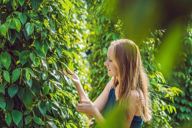 Full Day Pepper Farm Adventure by Scooter - Introduction