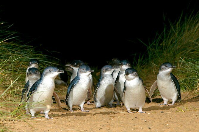 Full-Day Phillip Island Tour with Kangaroo, Koala and Penguin Parade - Exploring the Itinerary: What to Expect