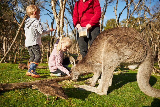 Full-Day Phillip Island Tour with Kangaroo, Koala and Penguin Parade - Who Is This Tour Best Suited For?