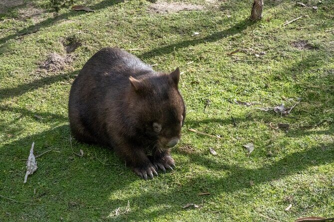 Full-Day Phillip Island Tour with Kangaroo, Koala and Penguin Parade - Frequently Asked Questions