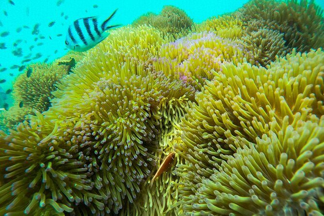 Full Day Phu Quoc Canoe and Cable Car Guided Tour - FAQ