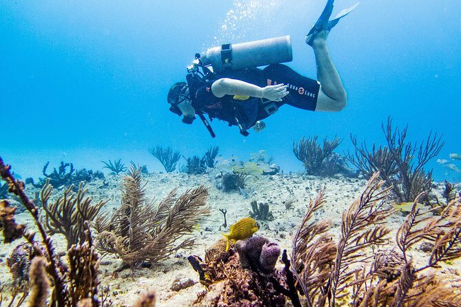Full-Day Playa del Carmen Reef Diving Activity - An In-Depth Look at the Full-Day Reef Diving Experience