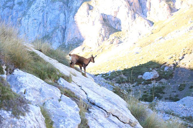 Full Day Private 4WD Tour from Santander to Picos de Europa. Excellent meals. - Who Will Enjoy This Tour?