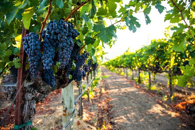 Full-Day Private Amador County Wine Tour from San Francisco - An Introduction to the Tour: A Crisp, Clear Overview