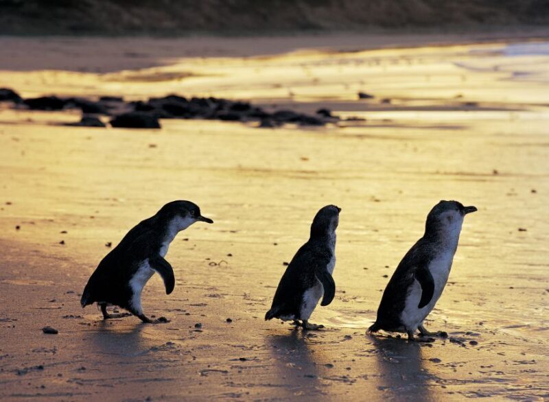 Full-Day Private Australian Wildlife Tour of Phillip Island - What About the Price and Value?