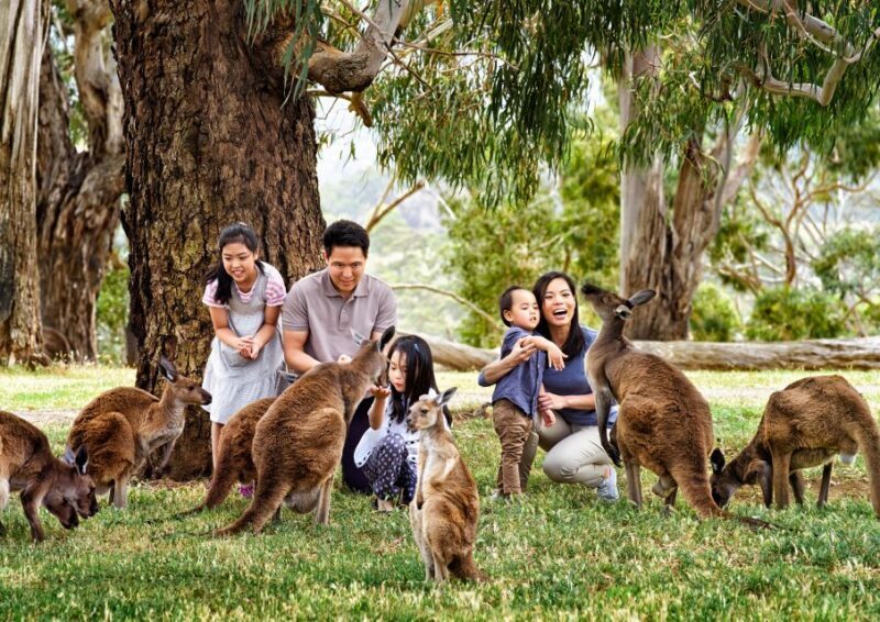 Full-Day Private Australian Wildlife Tour of Phillip Island - Authentic Experiences and Practical Tips