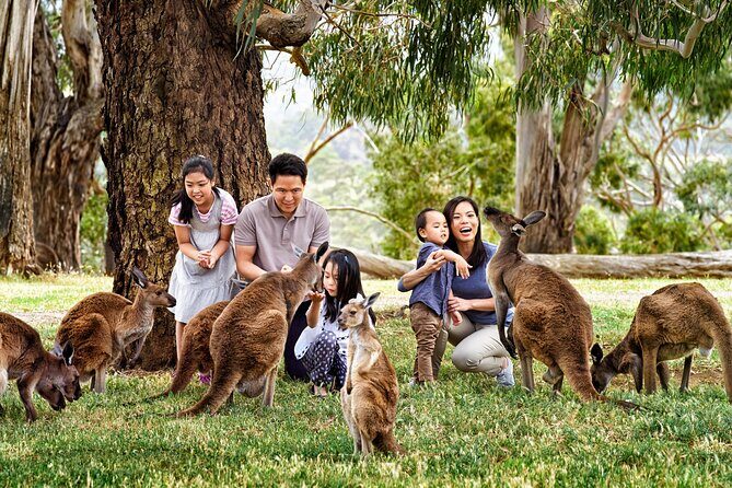Full-Day Private Australian Wildlife Tour of Phillip Island - The Itinerary: What You’ll See and Do