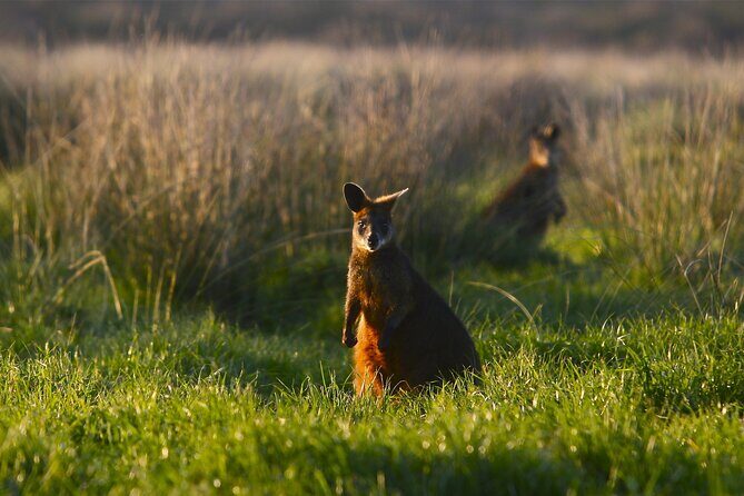Full-Day Private Australian Wildlife Tour of Phillip Island - Who Is This Tour Best For?
