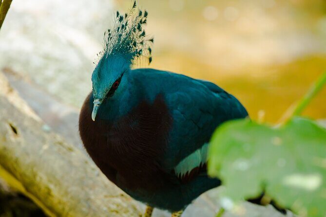 Full Day Private Bird-watching Tour in Phulchoki - Frequently Asked Questions (FAQs)