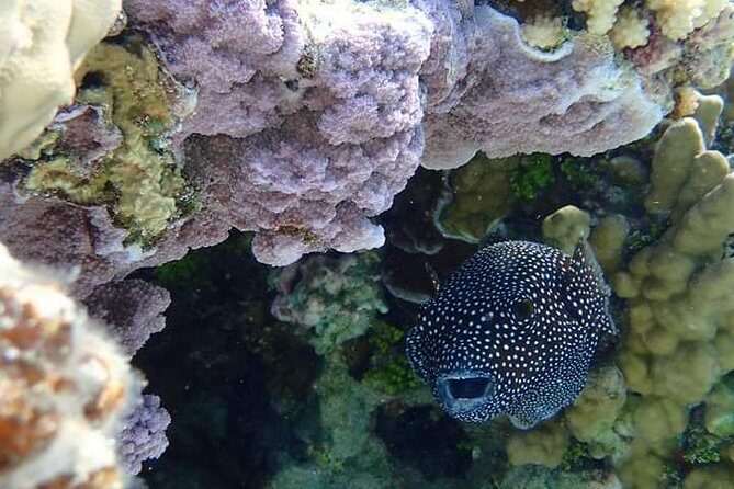 Full-Day Private Boat Tour of Bora Bora Lagoon with Snorkel - Who Should Consider This Tour?
