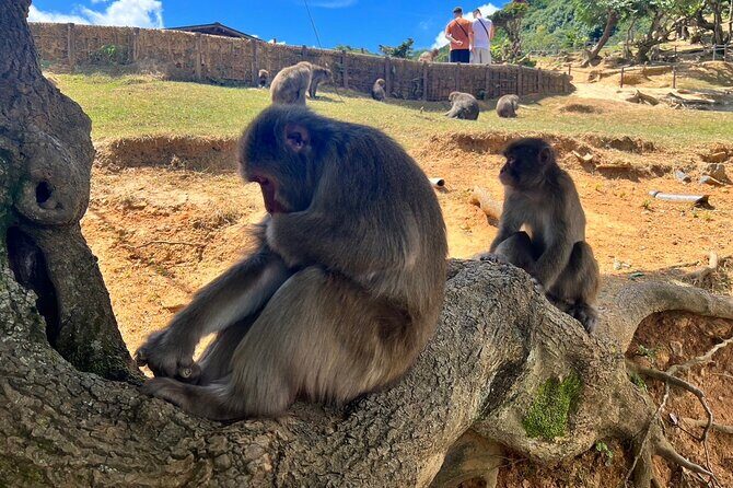 Full Day Private Car Tour in Kyoto - Final Thoughts: Is This Tour Right for You?