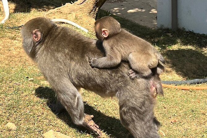 Full Day Private Car Tour in Kyoto - FAQ