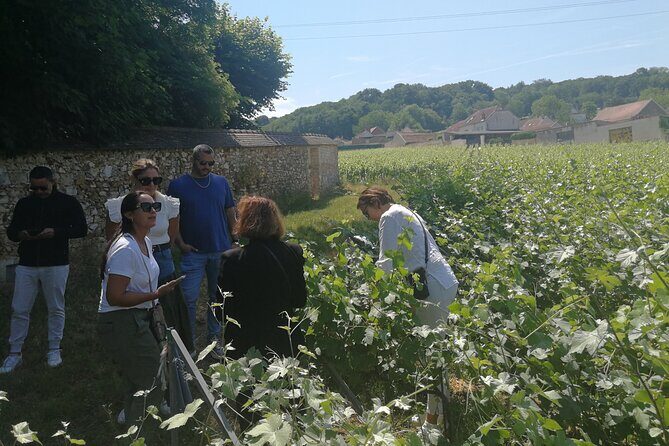 Full-Day Private Champagne Tasting in Reims and its Vineyards - Who Is This Tour Best For?