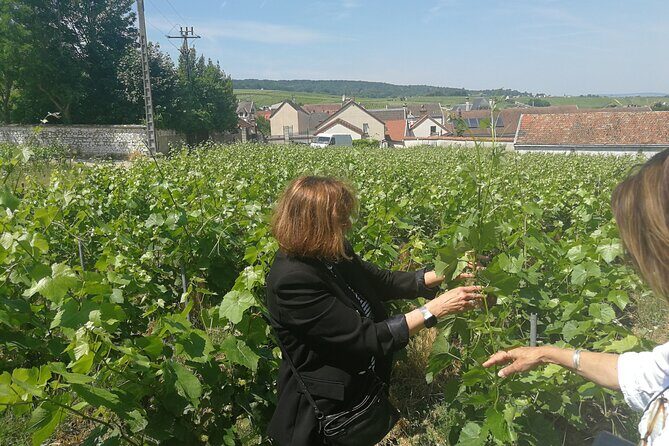 Full-Day Private Champagne Tasting in Reims and its Vineyards - The Sum Up