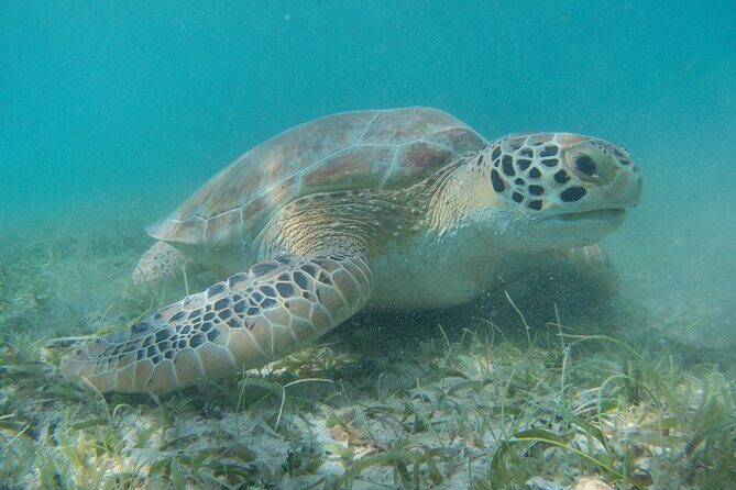 Full Day Private Charter, Snorkel St. John (12 guests, 55 yacht) - Who Should Consider This Tour?