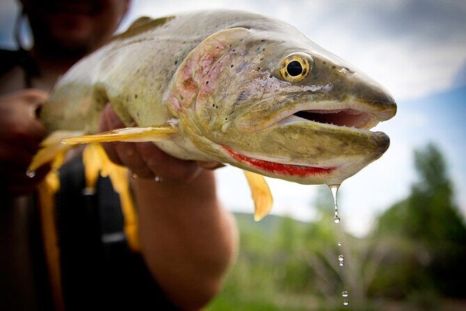 Full Day Private Fly Fishing in Yellowstone - A Well-Rounded Itinerary