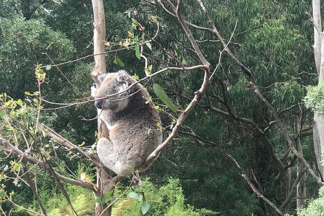 Full-Day Private Group Great Ocean Road Tour from Melbourne - The Practical Side