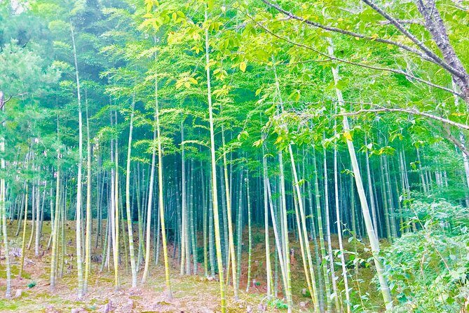 Full-Day Private Guided Tour to Kyoto, Arashiyama - FAQs