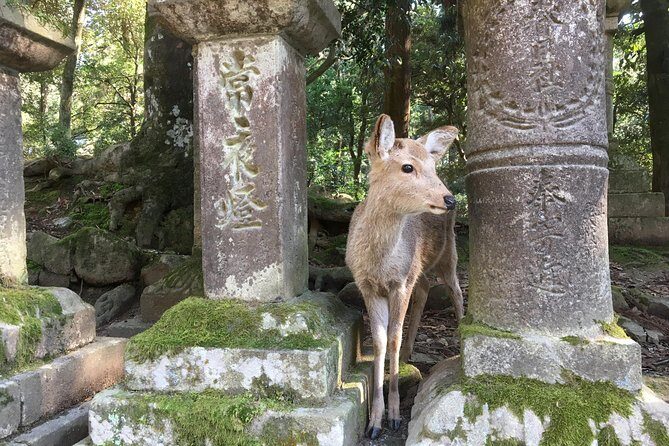 Full-Day Private Guided Tour to Nara Temples - What Makes This Tour Stand Out?