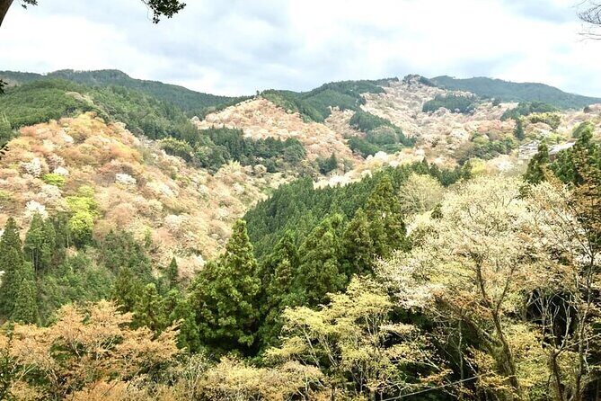 Full-Day Private Guided Tour to Yoshino, Japanese Mountain - Key Points