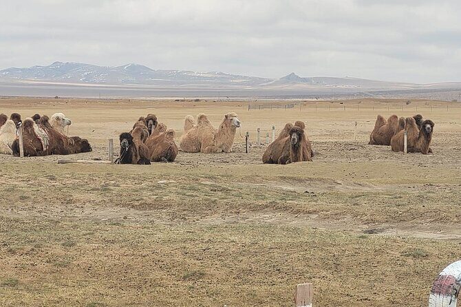 Full Day Private Jeep Tour to Elsen Tasarkhai, Semi-Gobi - The Experience in Detail