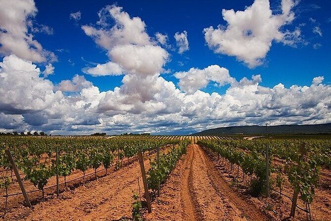 Full Day Private Requena Wineries Premium Tastings - Key Points