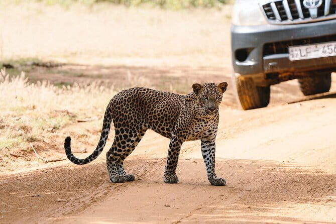 Full Day Private Safari at Yala National Park by La Safari Inn Tours - Authenticity and Value