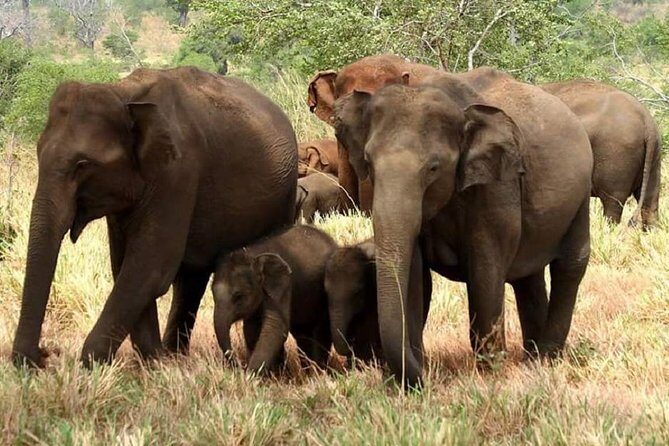 Full Day Private Safari at Yala National Park by Yala La Safari Tours - Who Will Love This Safari?