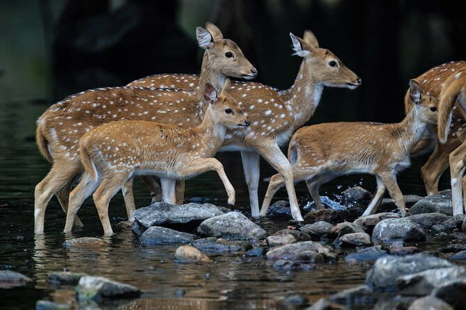 Full-Day Private Safari Tour to Ranthambore National Park - Overview of What the Tour Offers