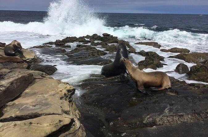 Full Day Private SD Tour from Del Mar - FAQ