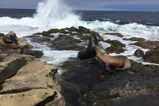 Full Day Private SD Tour from Downtown San Diego - Authentic Experiences and Practical Insights