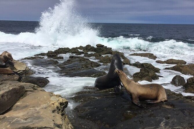 Full Day Private SD Tour from Encinitas - Why This Tour Offers Good Value