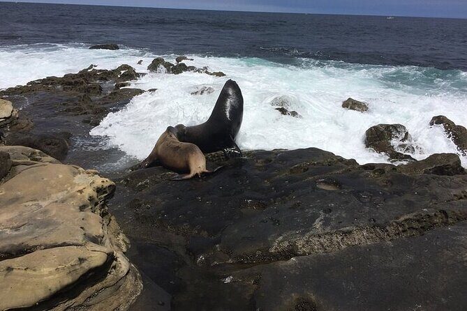 Full Day Private SD Tour from La Jolla - What You Can Expect from the Full Day Private SD Tour from La Jolla