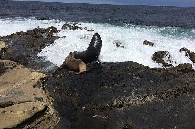 Full Day Private SD Tour from La Jolla - Frequently Asked Questions