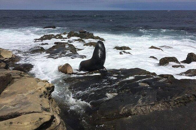 Full Day Private SD Tour from Pacific Beach - FAQs