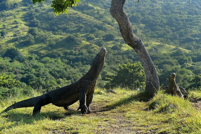 Full Day Private Shore Tour in Komodo from Labuan Bajo Port - Why This Tour Shines