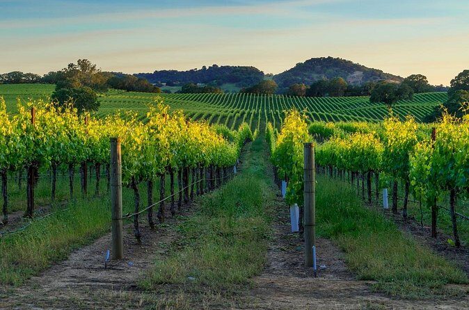 Full-Day Private Sonoma Valley Wine Tour from San Francisco - Who Is This Tour Best For?