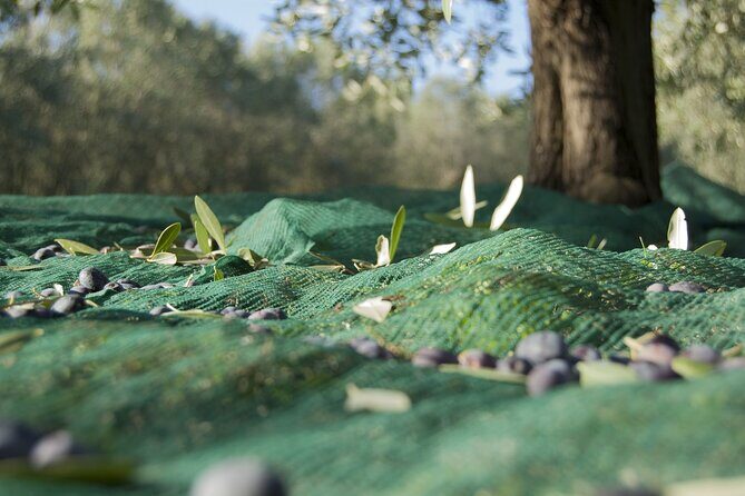Full-Day Private Tour Corinth and Olive Oil Tasting from Athens - What You Get for the Price