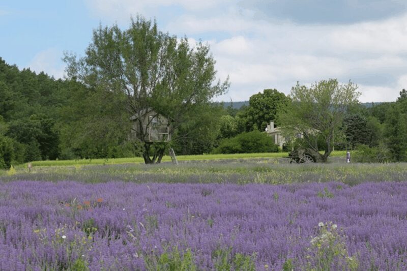 Full Day Private Tour from Avignon - The Practical Side: What You Need to Know