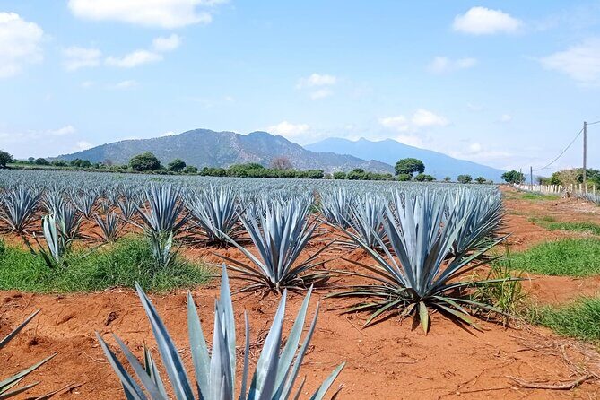 Full-Day Private Tour in Guadalajara - What’s Included and What to Expect