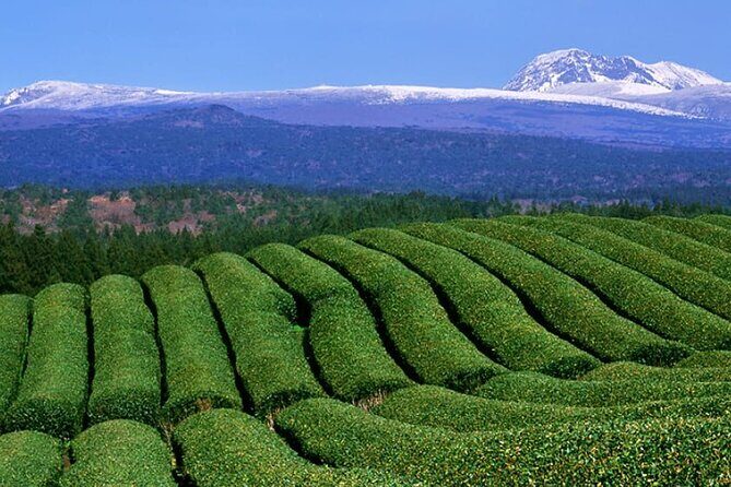 Full Day Private Tour in Jeju Scenic Central Coast - An Honest Look at the Full Day Private Tour in Jeju Scenic Central Coast