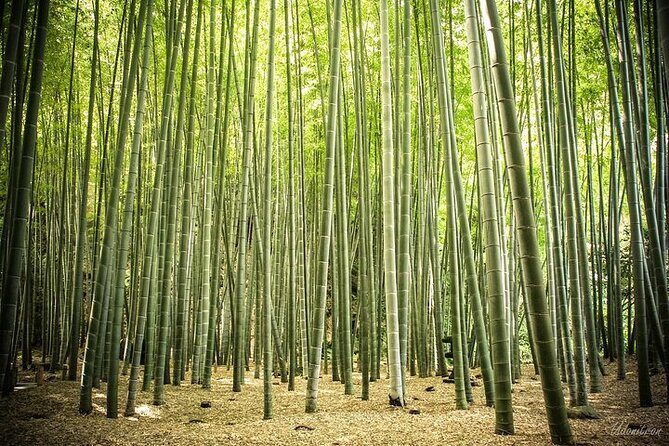 Full Day Private Tour In Kamakura English Speaking Driver - Who Will Love This Tour?